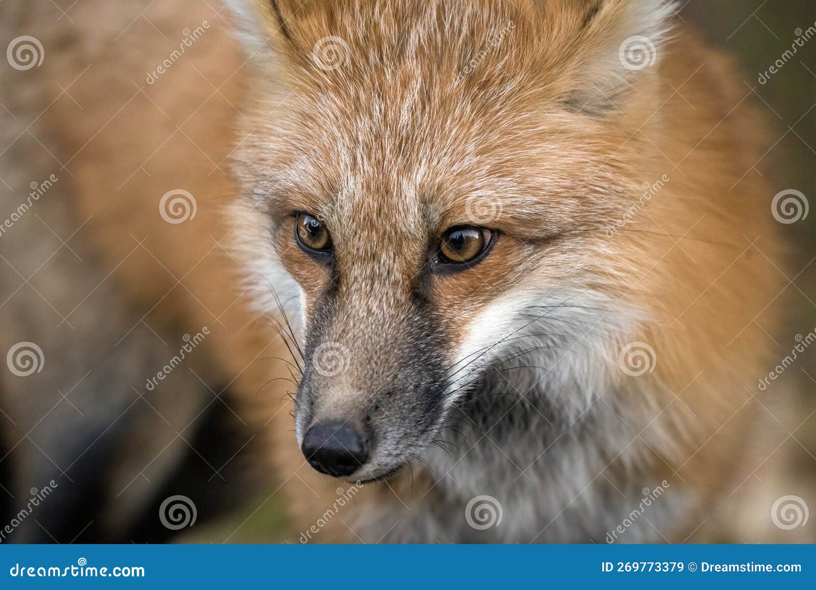 Wild Red Fox stock image. Image of saskatchewan, northern - 269773379
