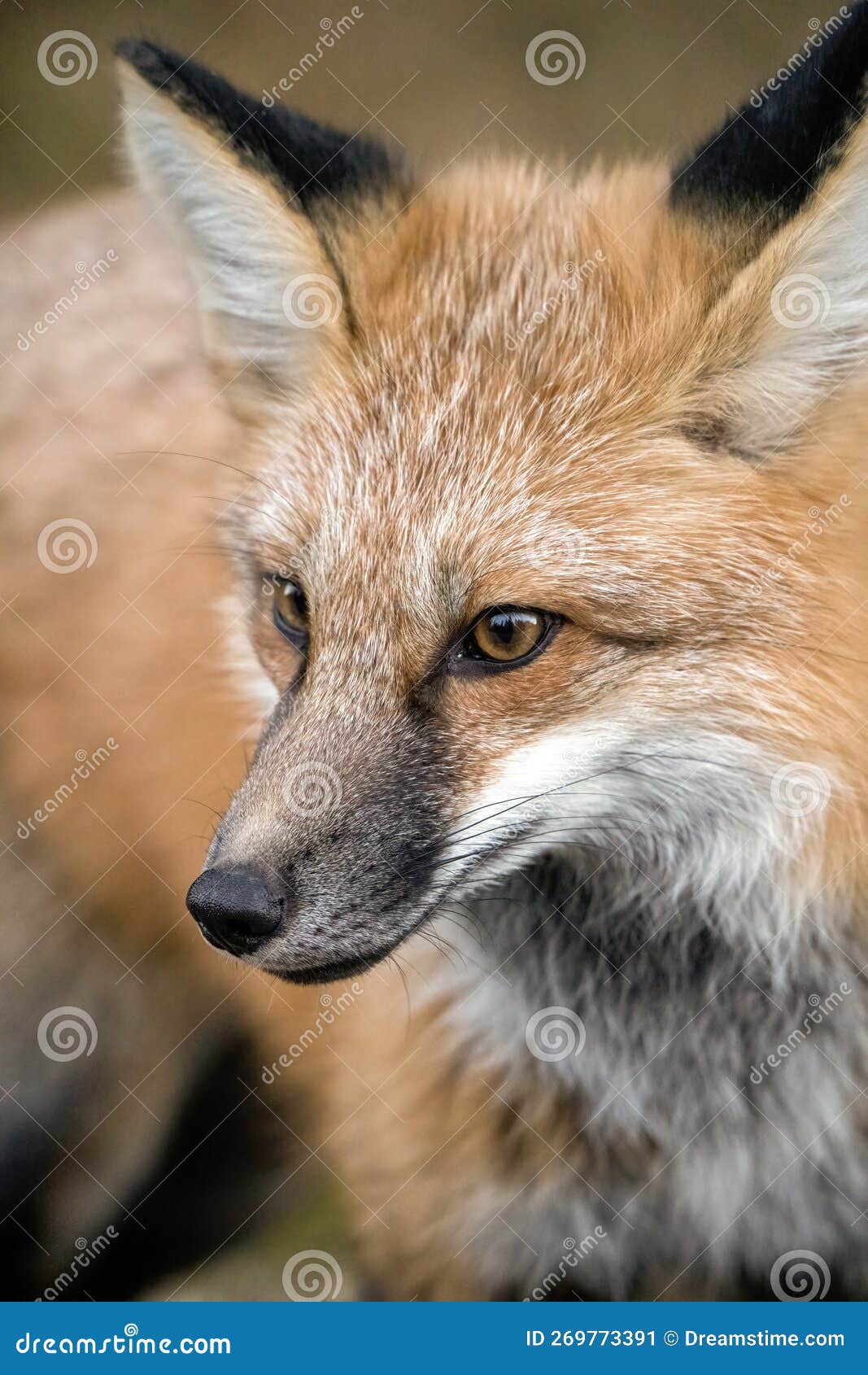 Wild Red Fox stock image. Image of vulpes, animal, canada - 269773391