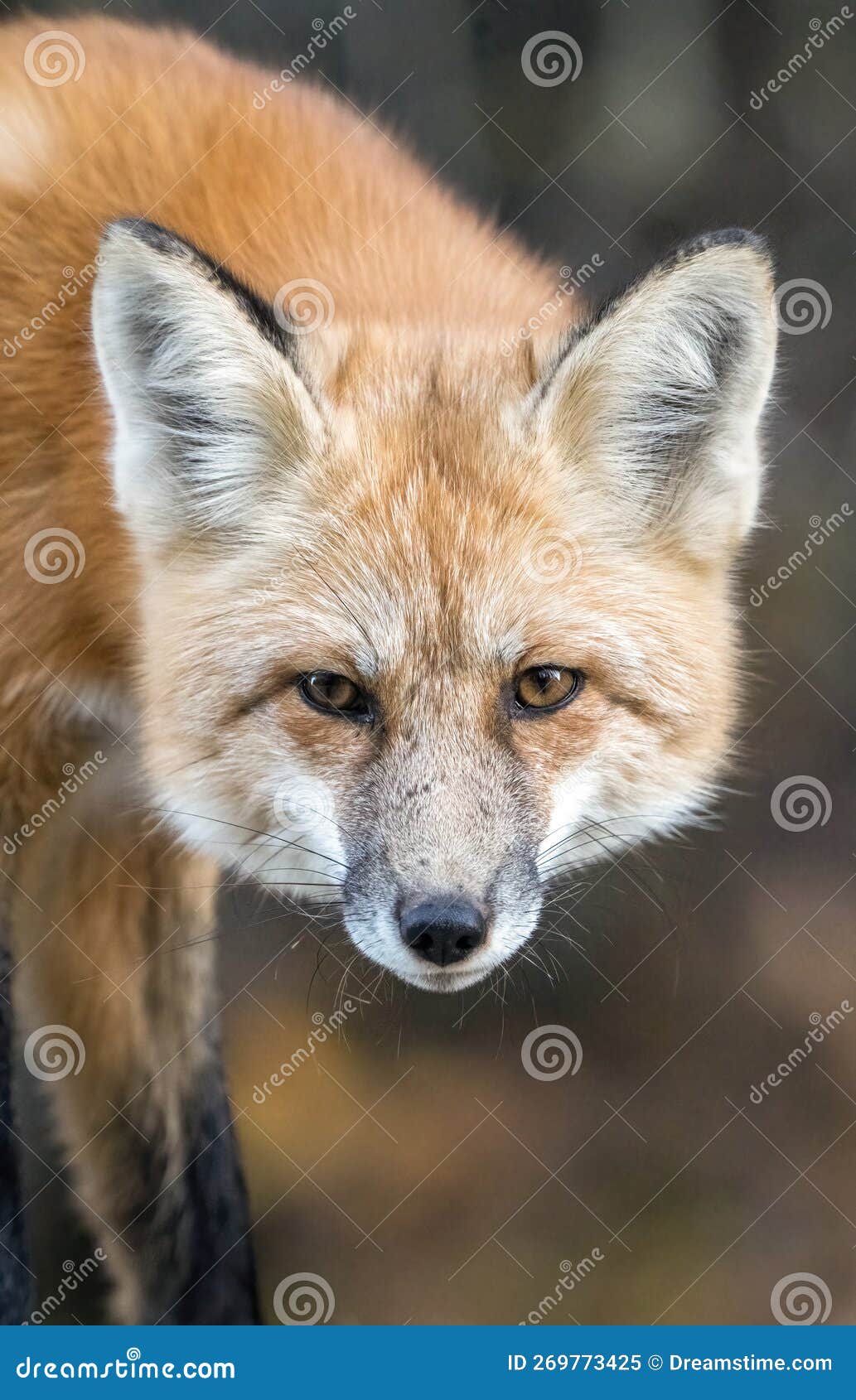 Wild Red Fox stock image. Image of predator, carnivore - 269773425