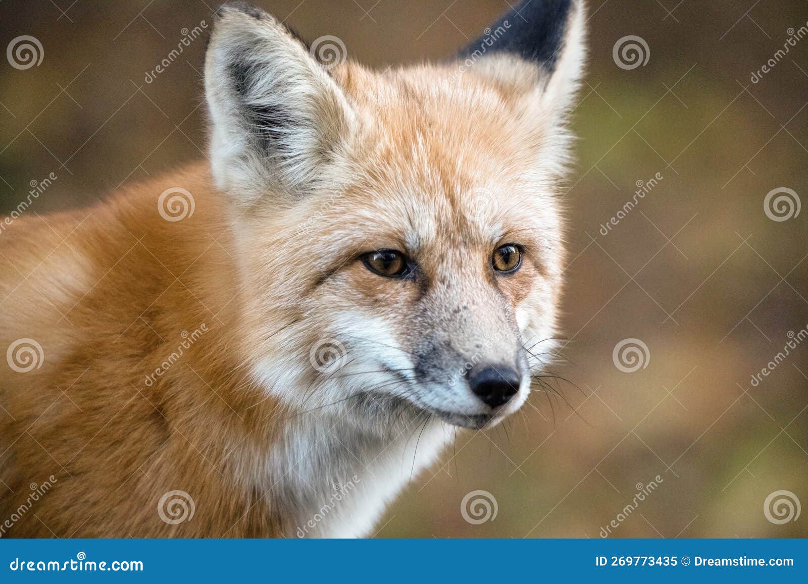 Wild Red Fox stock image. Image of furry, wild, vulpes - 269773435