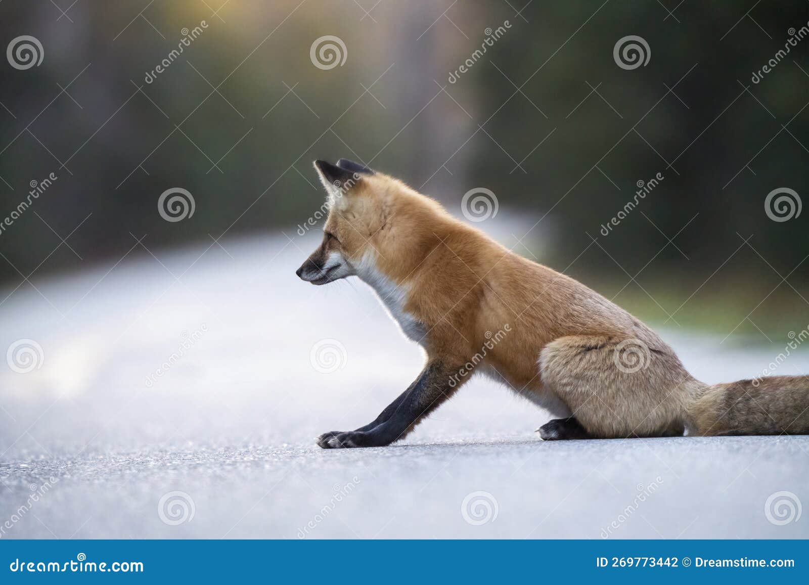 Wild Red Fox stock photo. Image of northern, saskatchewan - 269773442