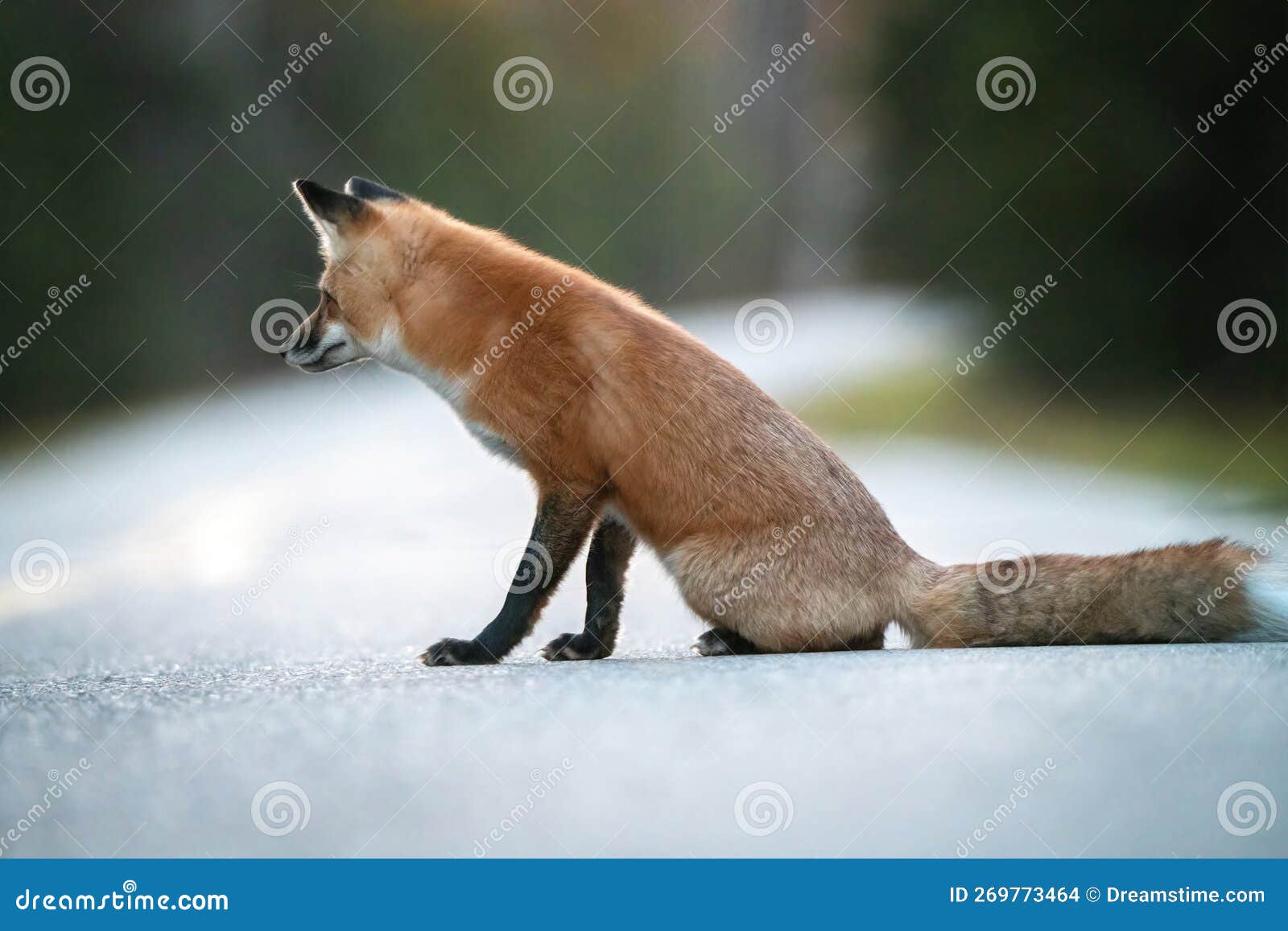 Wild Red Fox stock photo. Image of predator, northern - 269773464