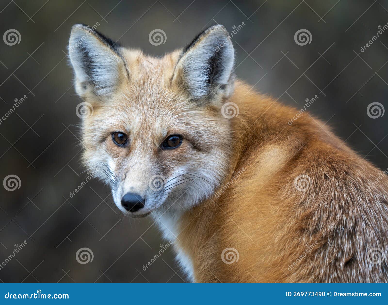 Wild Red Fox stock photo. Image of carnivore, canada - 269773490