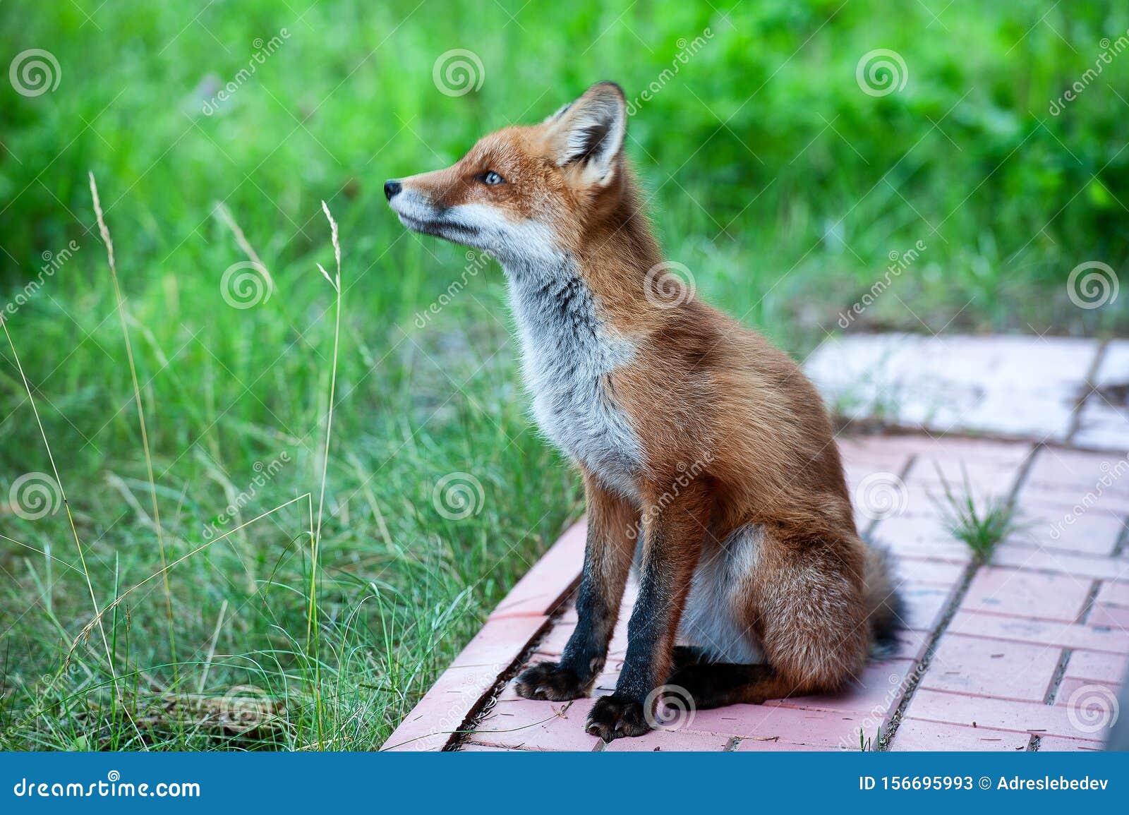 Wild red fox stock image. Image of animal, fauna, outdoor - 156695993