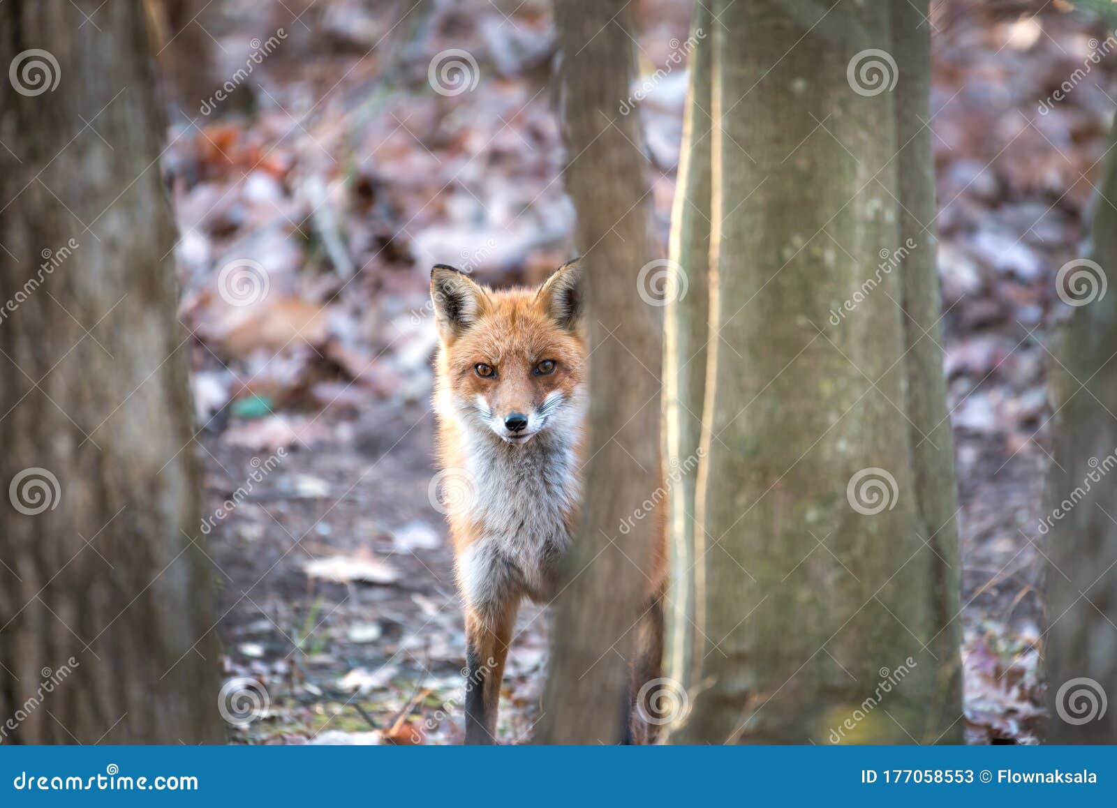 Wild Red Fox Peeking from Behind a Tree in a Maryland Forest Stock ...