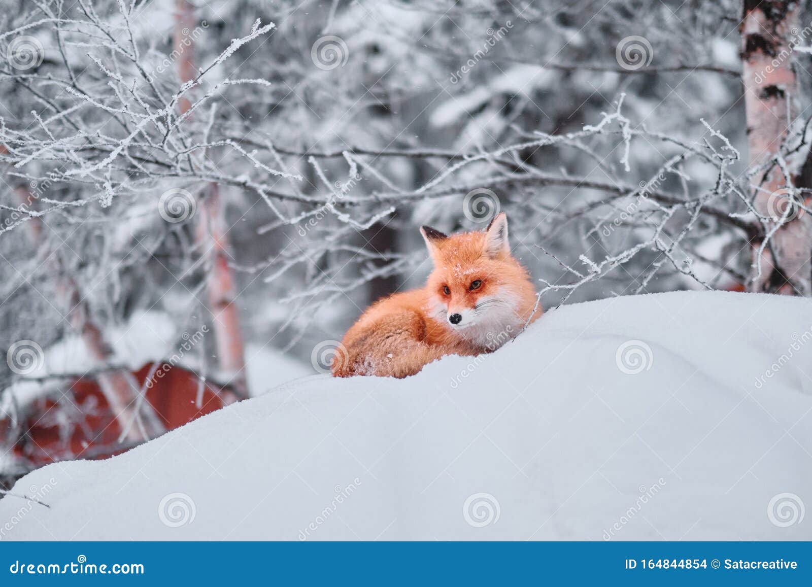 Wild Red Fox Sitting in Snow Stock Photo - Image of animal, white ...