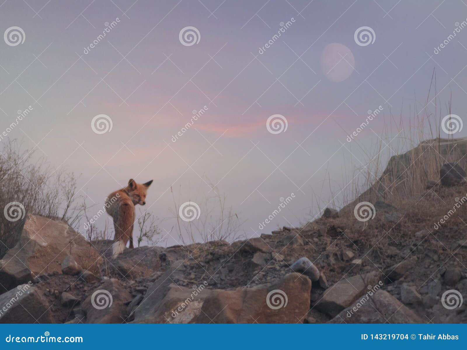 Wild Red Fox Vulpes Vulpes Evening Sunset Stock Photo - Image of ...