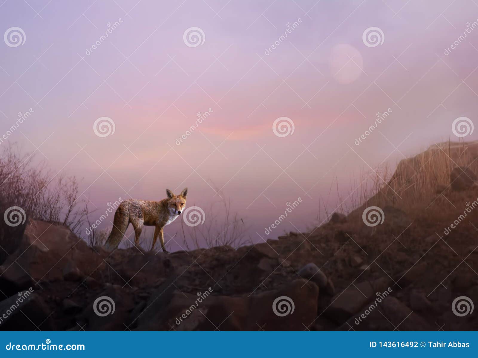 Wild Red Fox Vulpes Vulpes Evening Sunset Stock Photo - Image of ...
