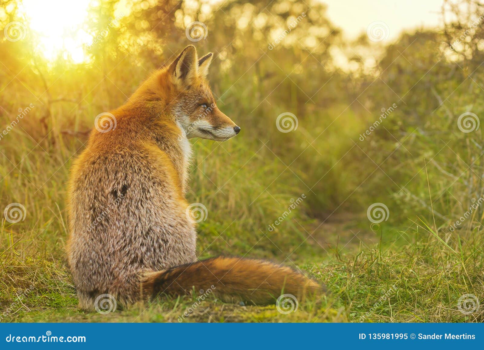 Wild Red Fox Vulpes Vulpes Evening Sunset Stock Image - Image of ...