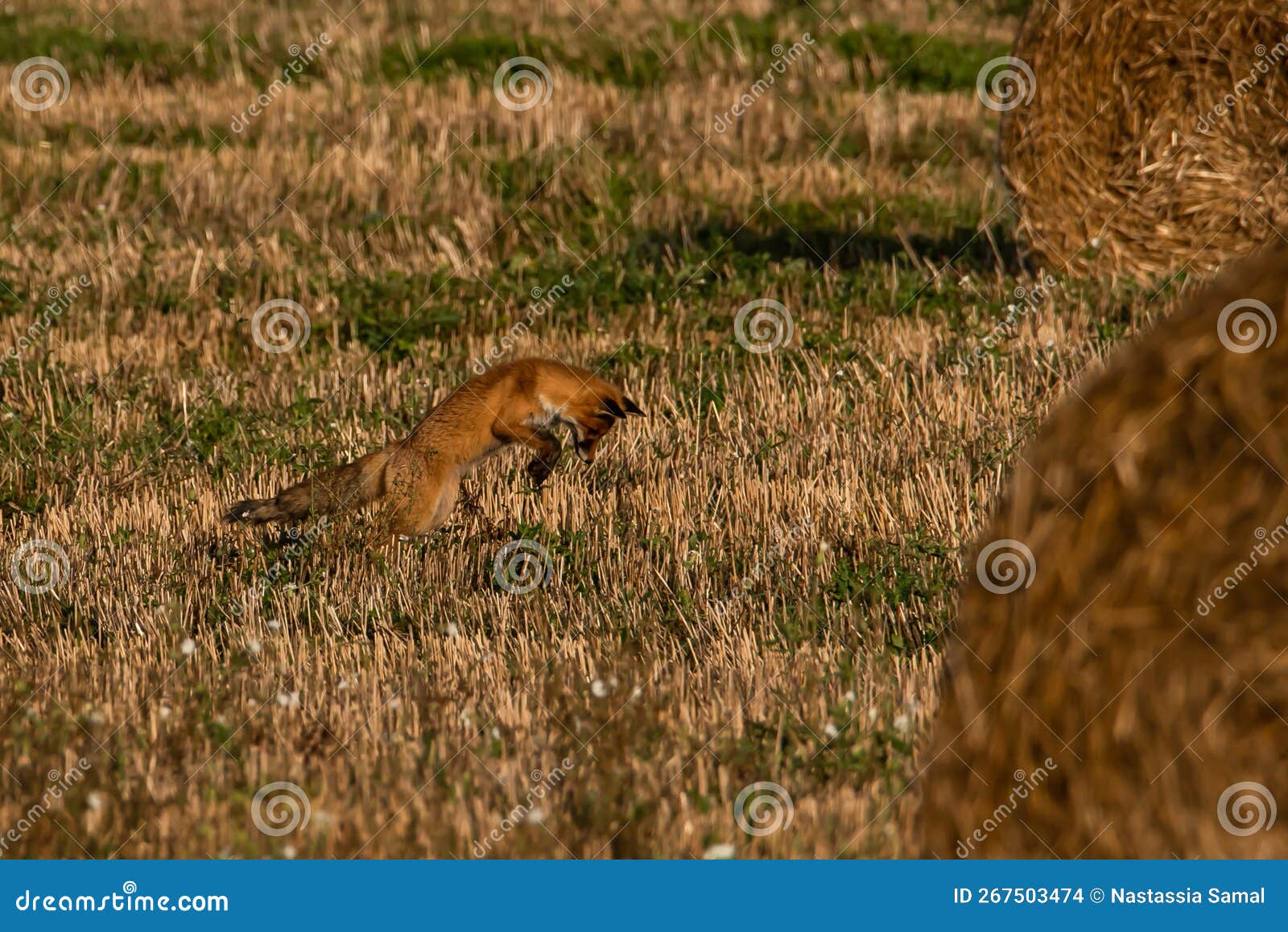 Wild Red Fox or Vulpes Vulpes Hunts Mice in Field Stock Photo - Image ...