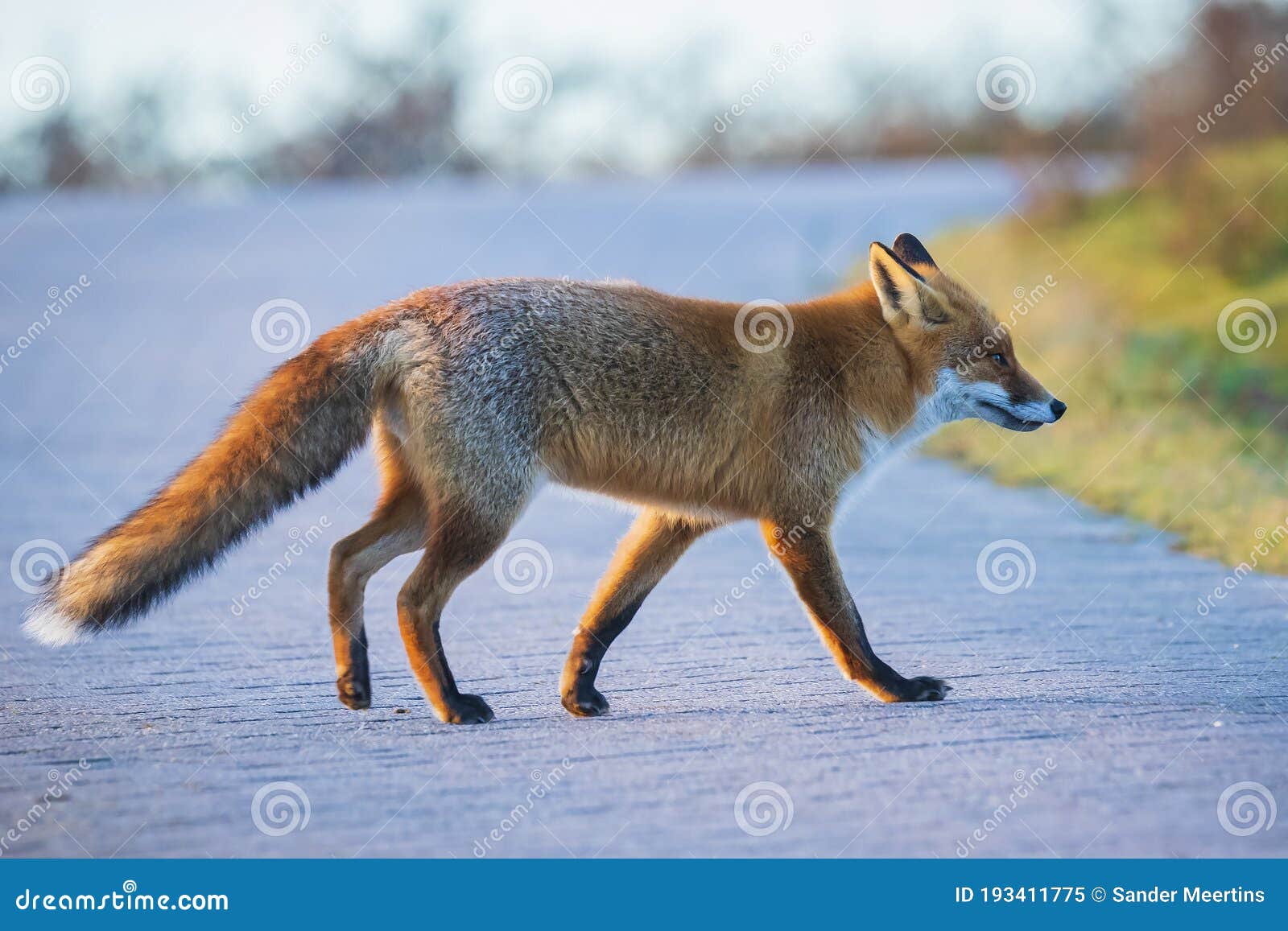 Red Fox, Vulpes Vulpes, Crossing The Road. Wildlife Animal Scene From ...