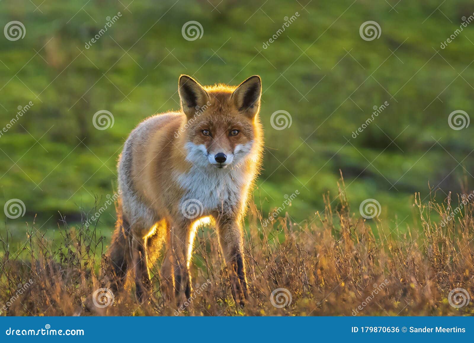 Wild Red Fox, Vulpes Vulpes, at Sunset Stock Photo - Image of orange ...