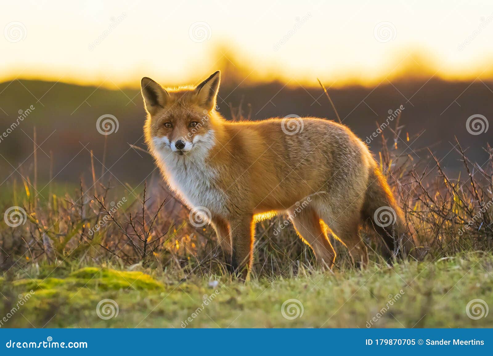 Wild Red Fox, Vulpes Vulpes, at Sunset Stock Image - Image of foxy ...