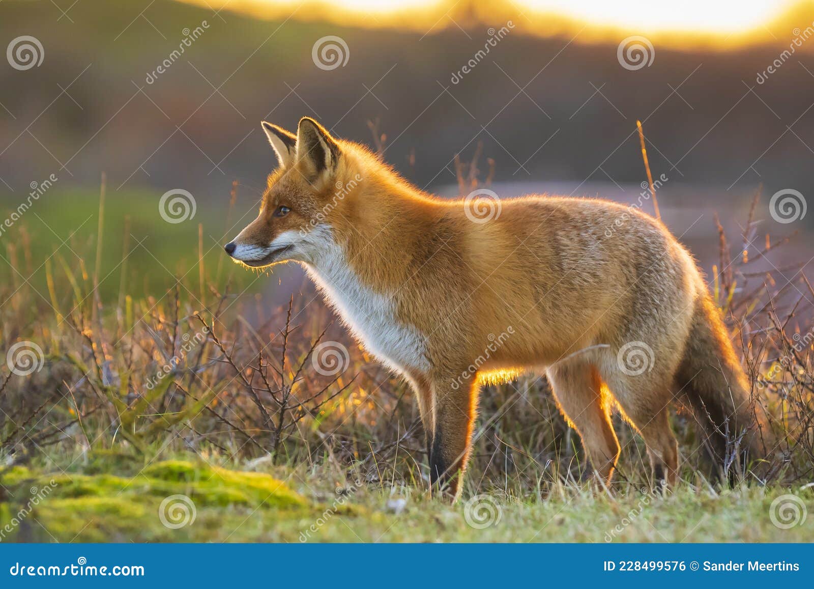 Wild Red Fox, Vulpes Vulpes, at Sunset Stock Photo - Image of ...