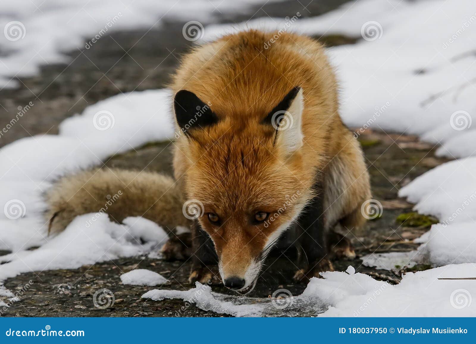 Wild Red Fox in Winter Forest Stock Photo - Image of snow, wilderness ...