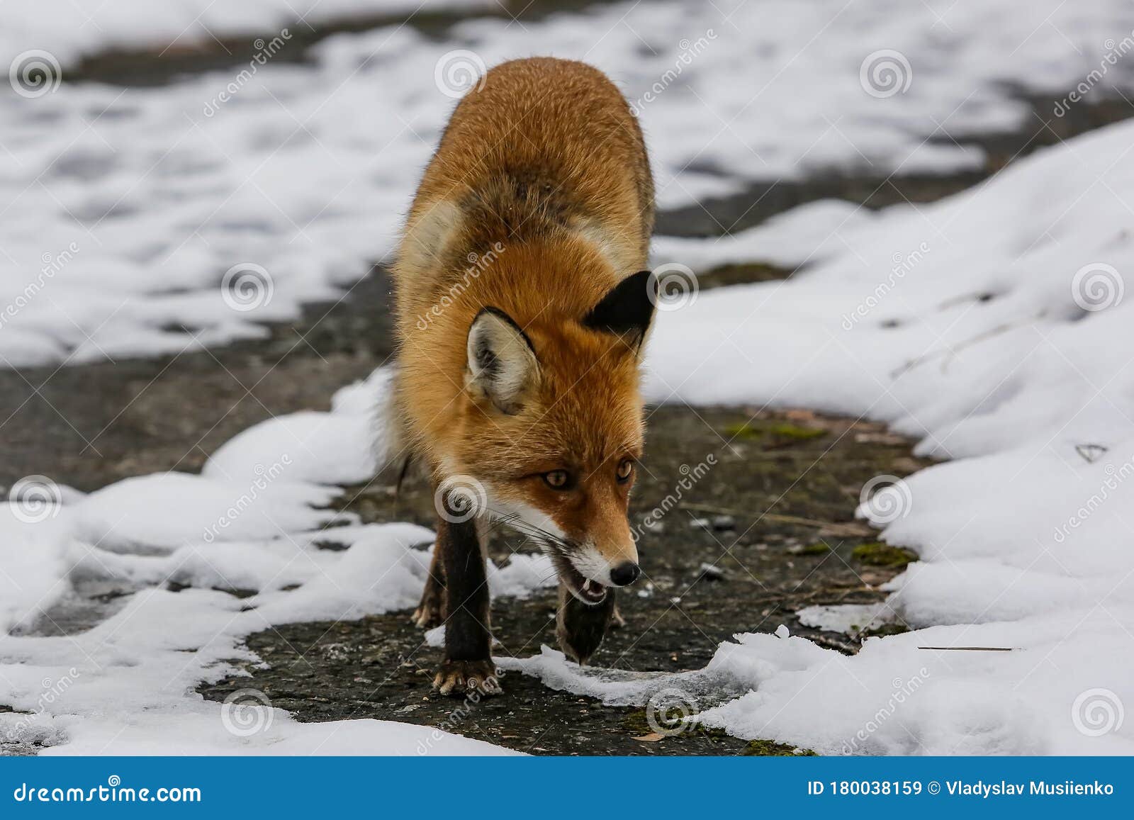 Wild Red Fox in Winter Forest Stock Image - Image of beautiful, mammal ...
