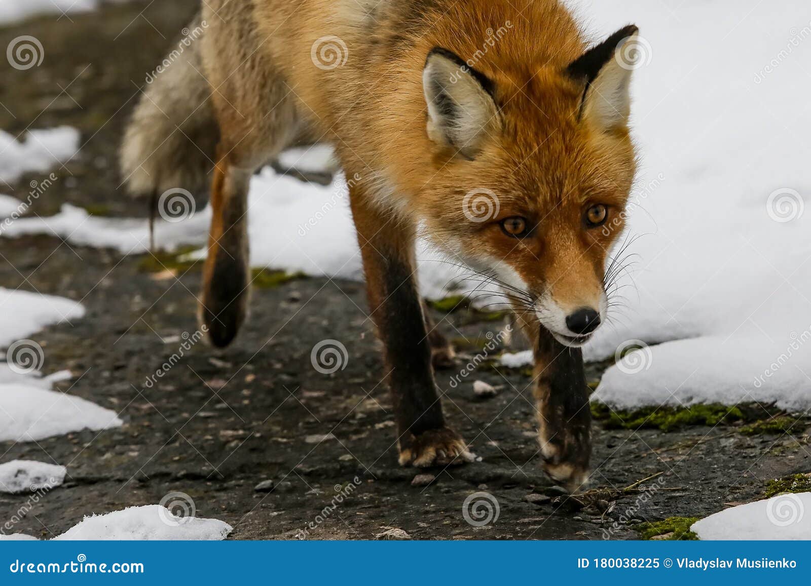 Wild Red Fox in Winter Forest Stock Image - Image of carnivore ...