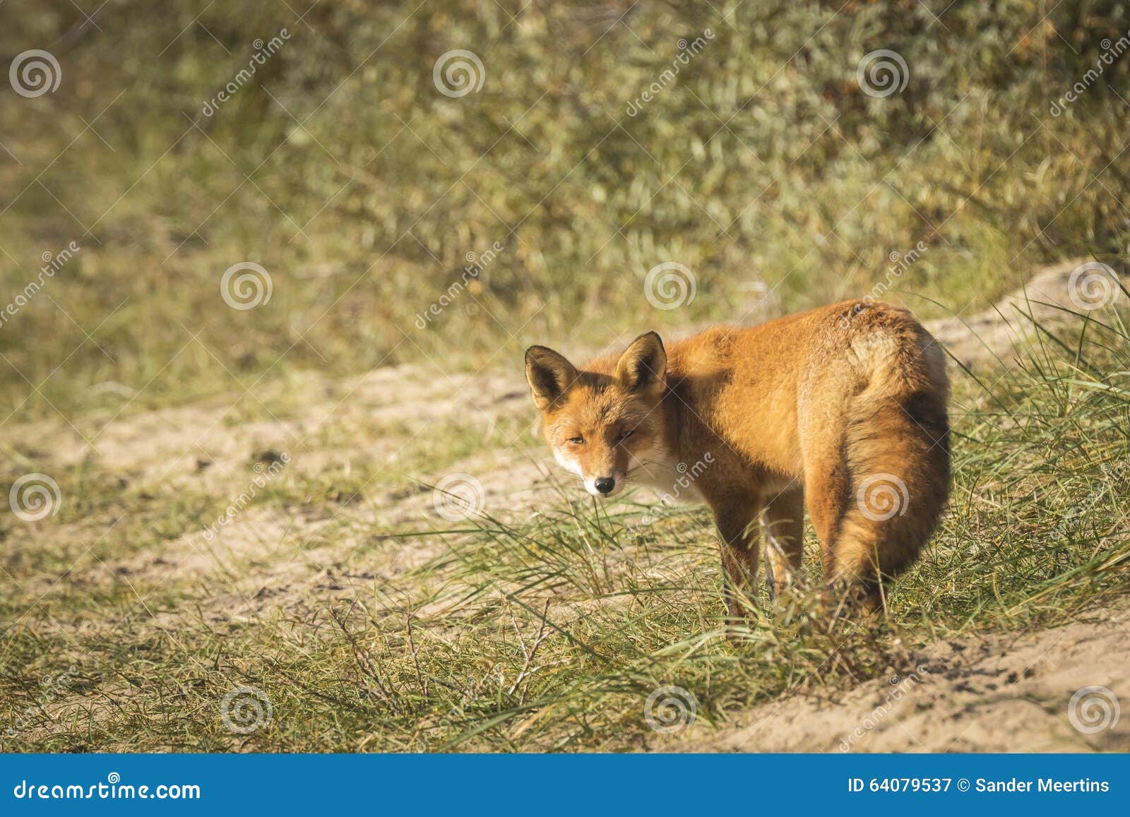 Wild red fox stock image. Image of mammal, scavenger - 64079537