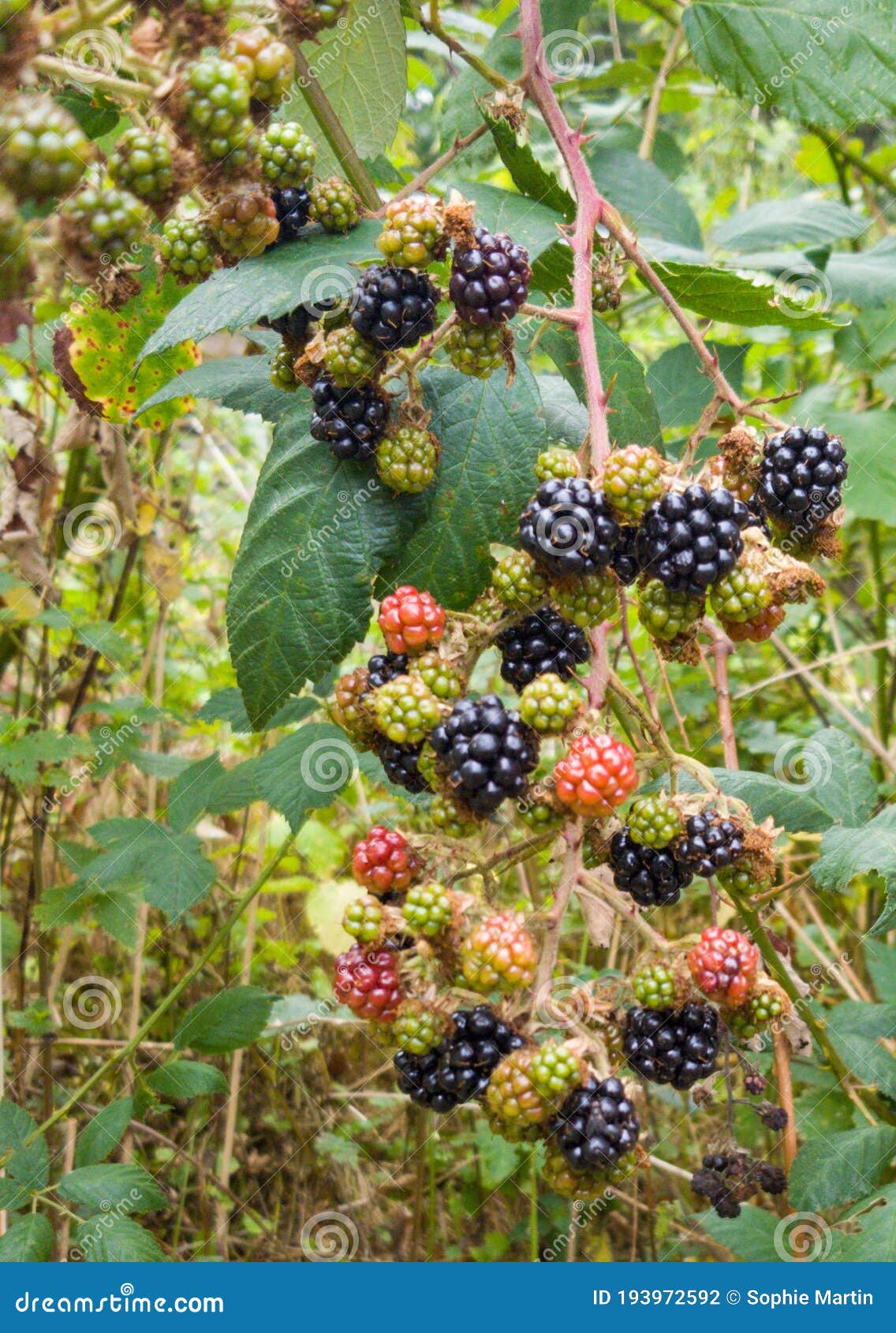 Wild red fruit stock photo. Image of branch, tree, produce - 193972592