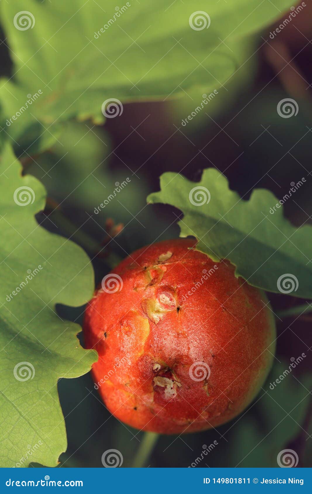 Wild red fruit on branch stock image. Image of environment - 149801811