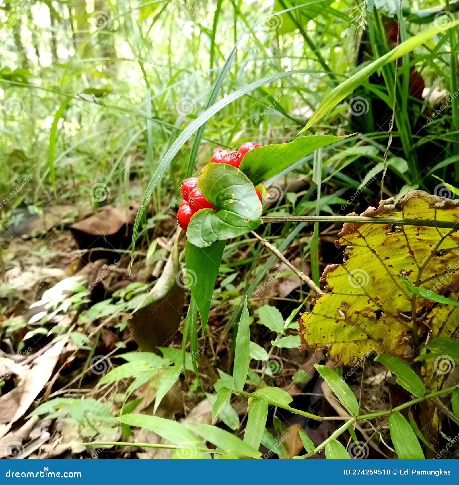 Wild Red Fruit in the Forest on the Edge of the City Stock Photo ...