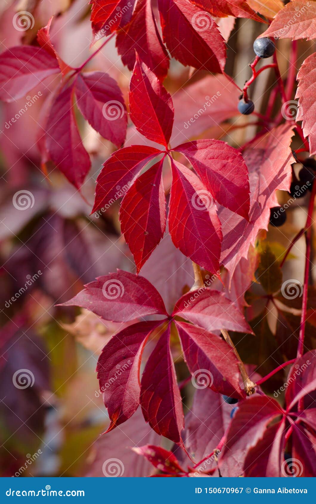Wild Red Grape Leaves. Bright Fall Background. Stock Image - Image of ...