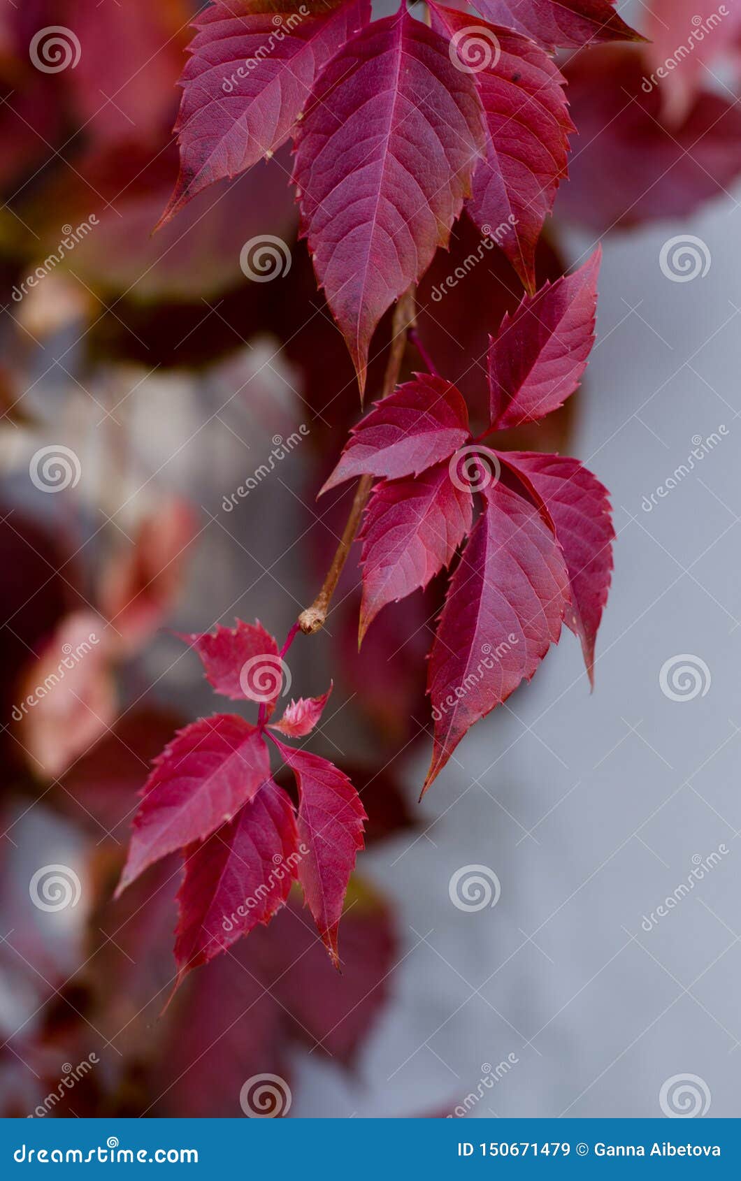 Wild Red Grape Leaves. Bright Fall Background. Stock Image - Image of ...