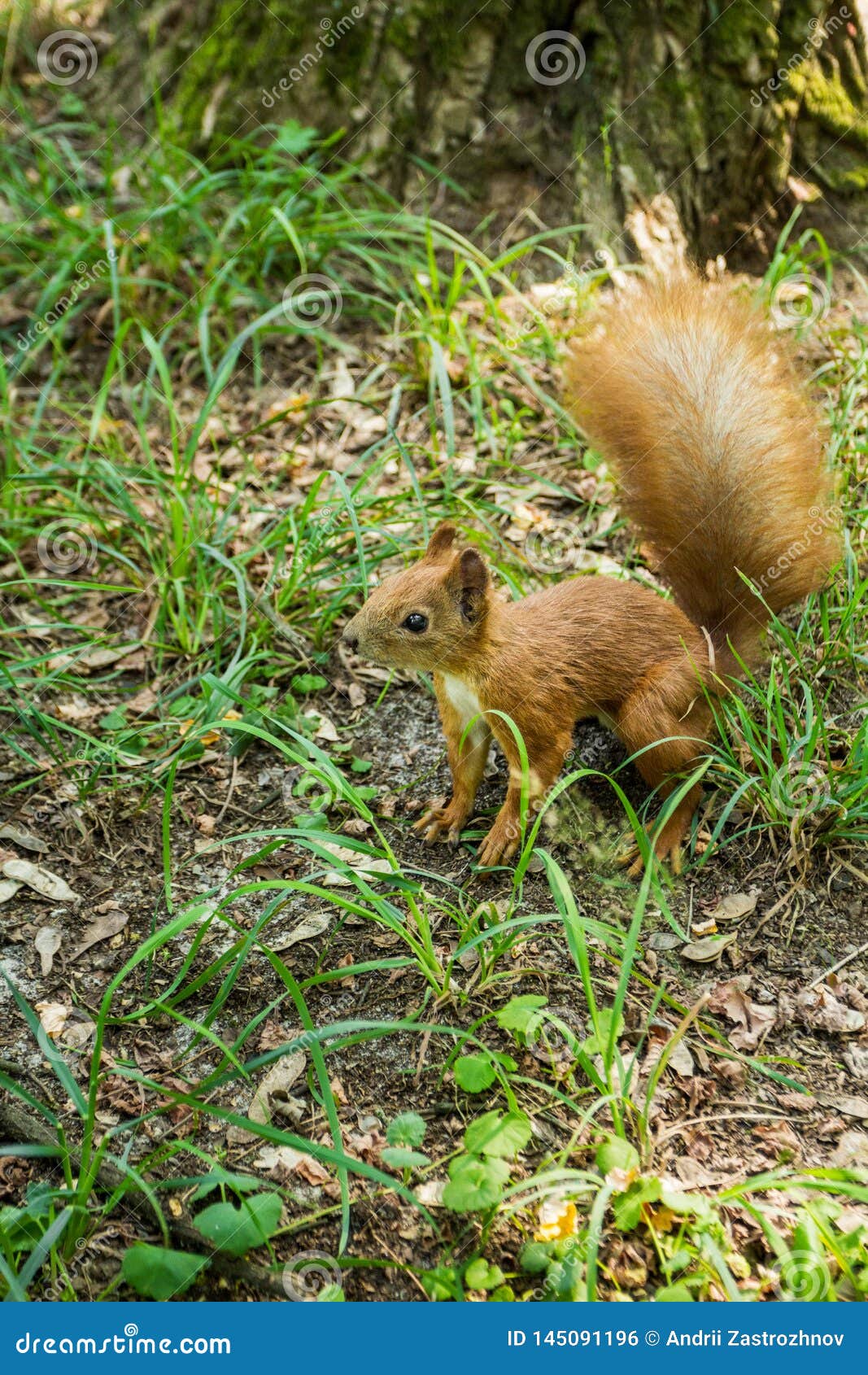 Wild Red-haired Squirrel on the Ground in the Grass Near a Tree in the ...