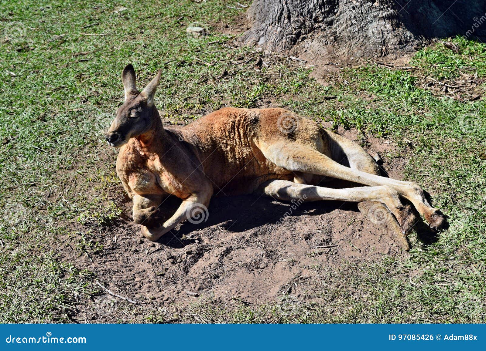 Kangaroo Resting Up In Grasslands In The Australian Outback. Young ...