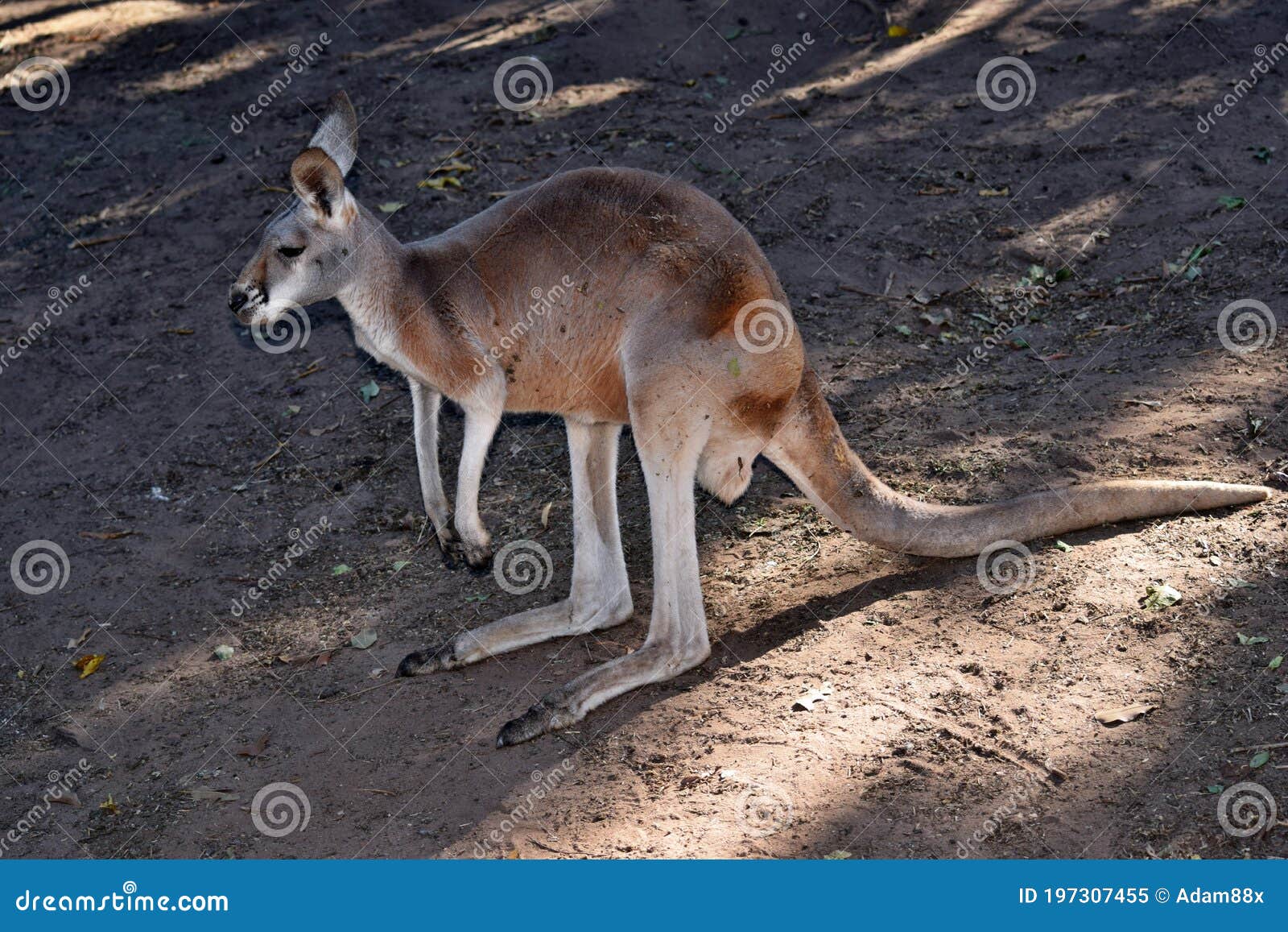 Kangaroo Resting Up In Grasslands In The Australian Outback. Young ...