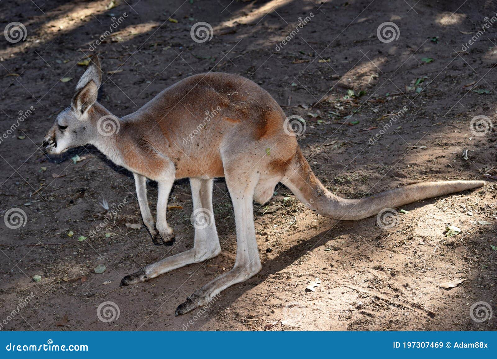 Wild Red Kangaroo Resting on the Ground Stock Image - Image of portrait ...
