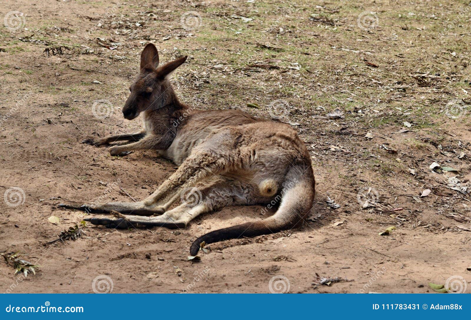 Wild Red Kangaroo Resting in the Park Stock Image - Image of leaping ...