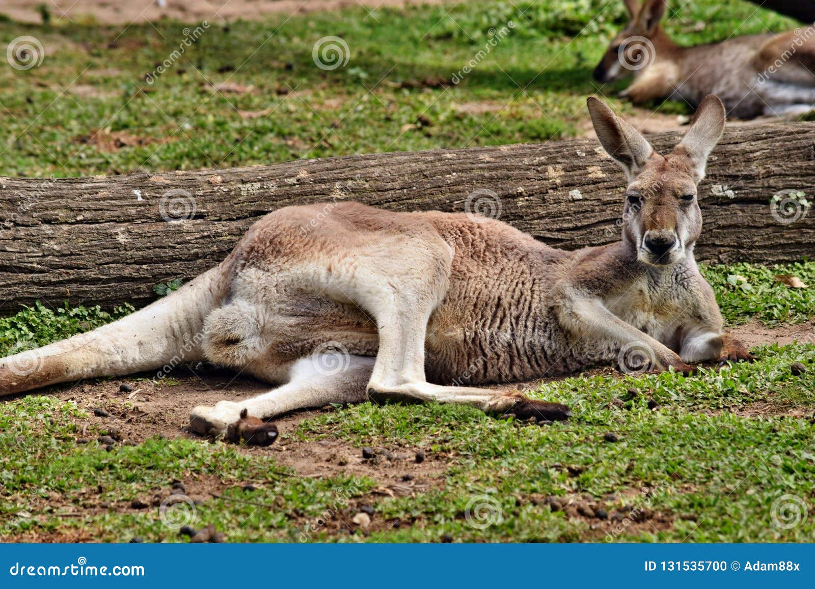 Wild Red Kangaroo Resting in Queensland Stock Photo - Image of nature ...
