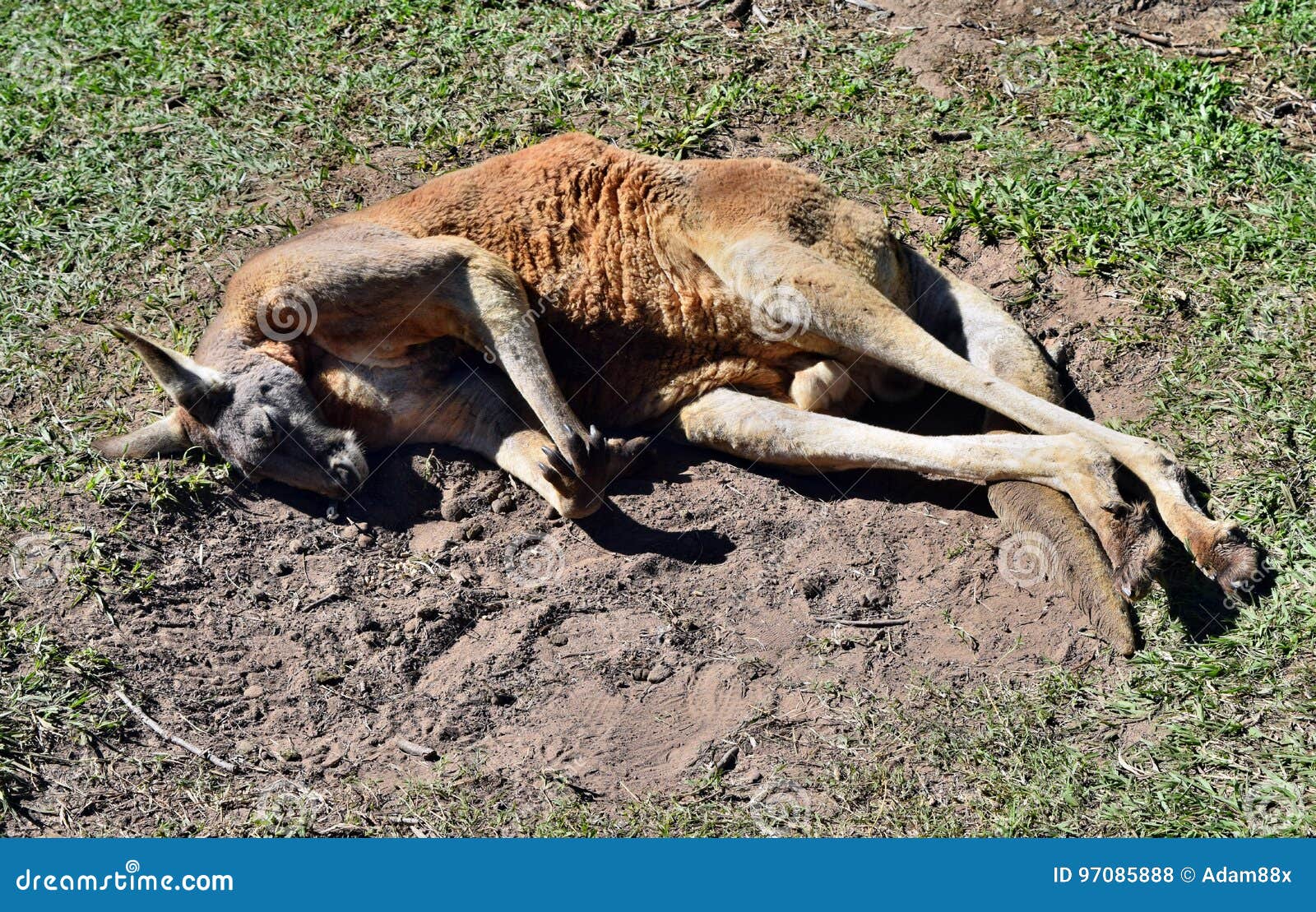 Wild Red Kangaroo Sleeping on the Grass in the Park Stock Photo - Image ...