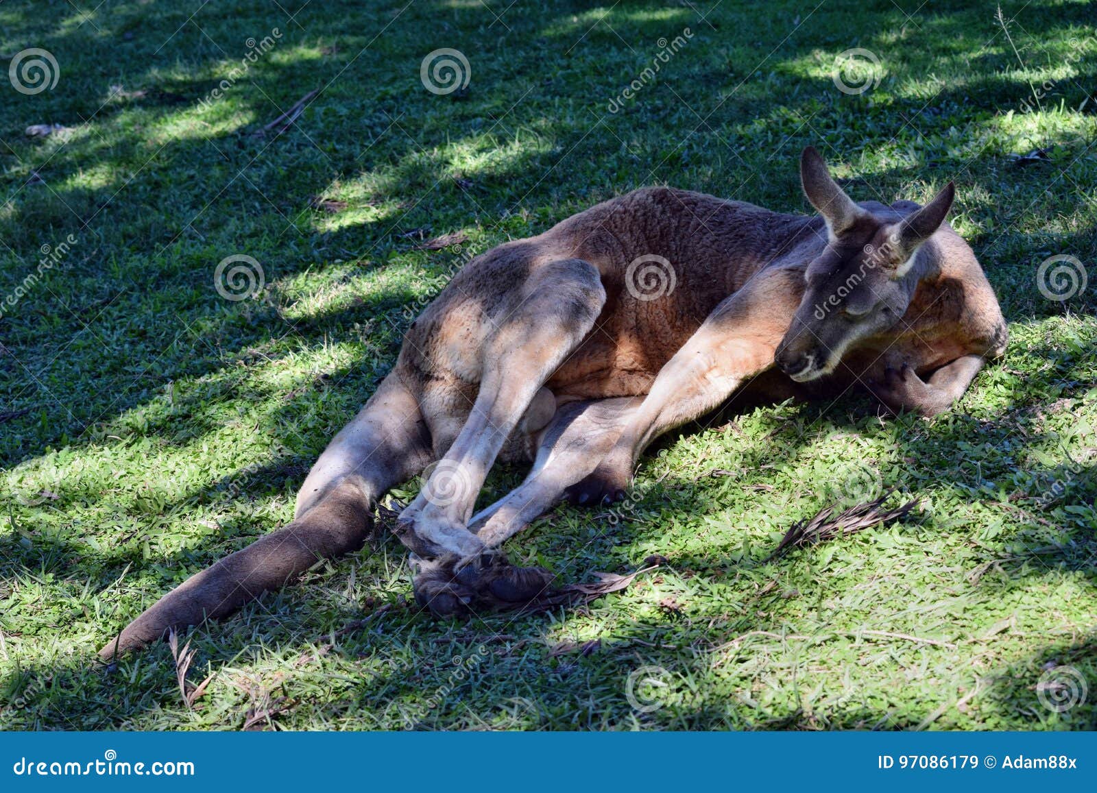 Wild Red Kangaroo Sleeping on the Grass in the Park Stock Image - Image ...