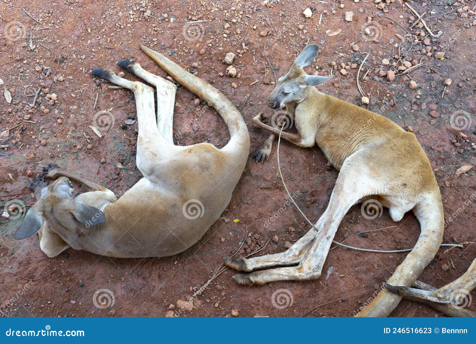 Wild Red Kangaroo in the Park Stock Image - Image of macropus, grey ...