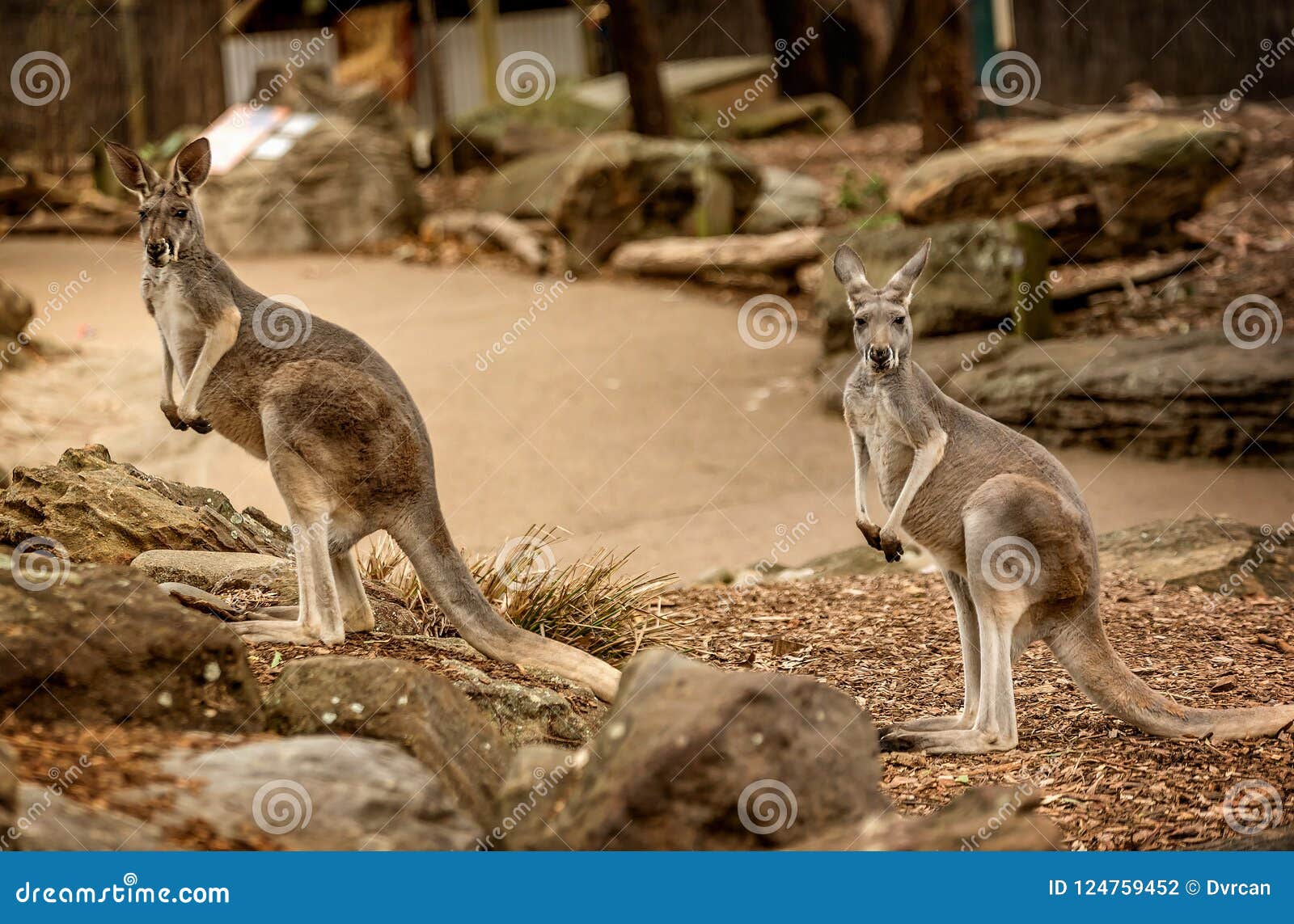Wild Red Kangaroo in the Zoo in Queensland, Australia Stock Photo ...