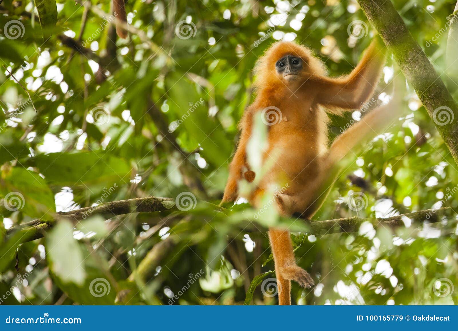 Wild Red Leaf Monkey or Langur Stock Image - Image of monkey, asia ...