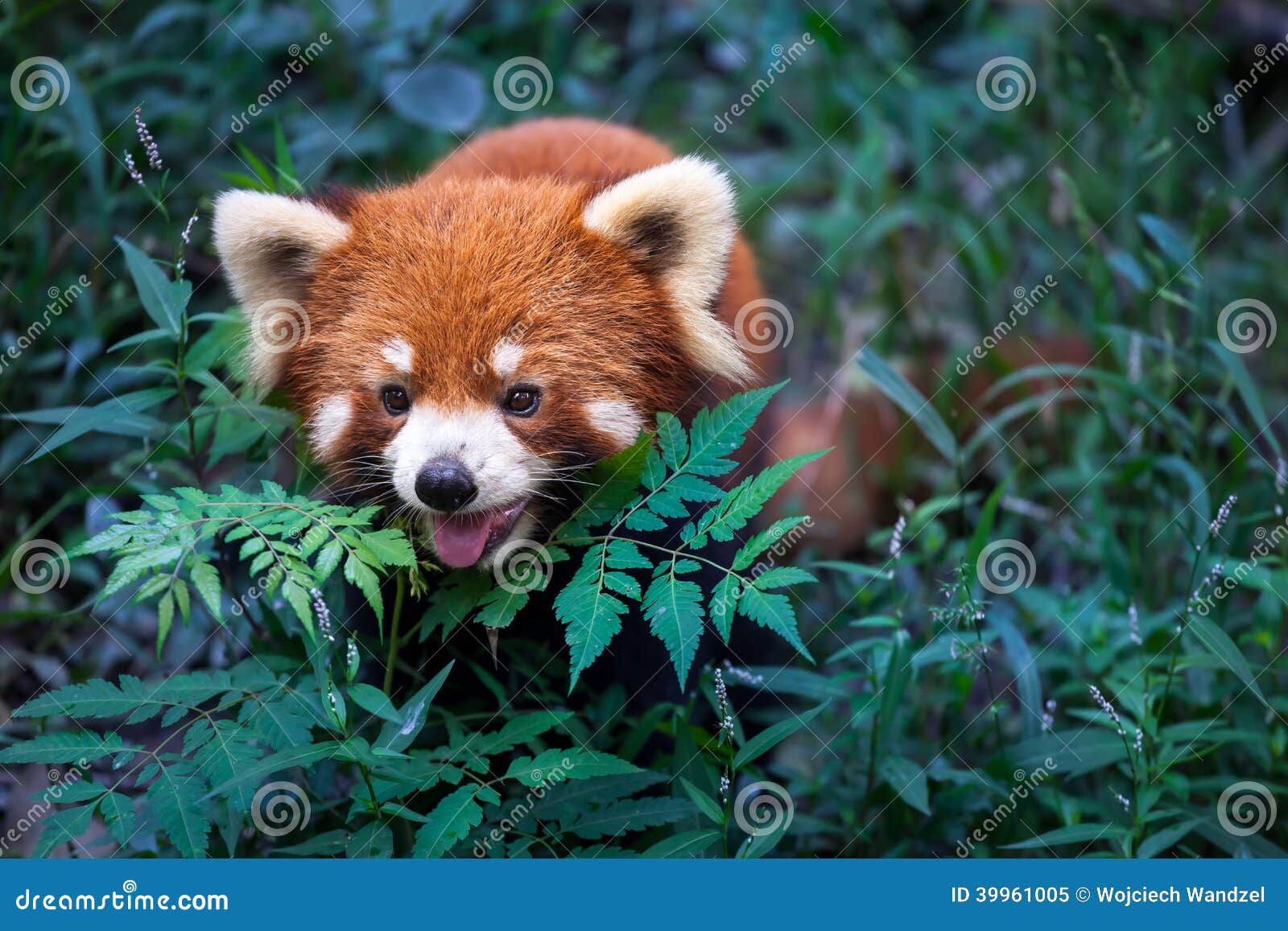 Wild Red Panda in China stock image. Image of carnivore - 39961005