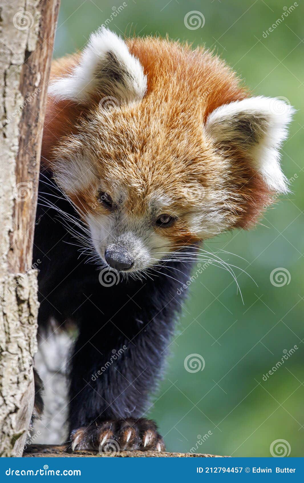 Wild Red Panda in the Forest Stock Image - Image of forest, animal ...