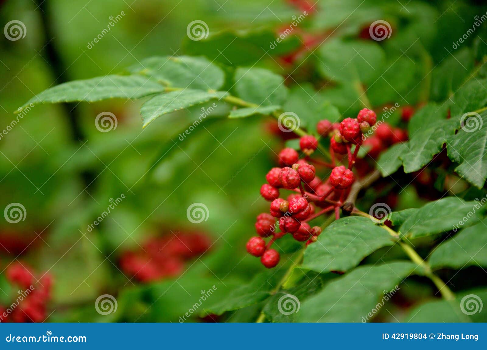 Wild red peppercorns stock photo. Image of farmer, closeup - 42919804