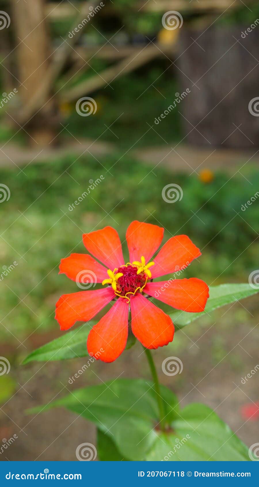 Wild red petal stock photo. Image of grass, nature, blossom - 207067118