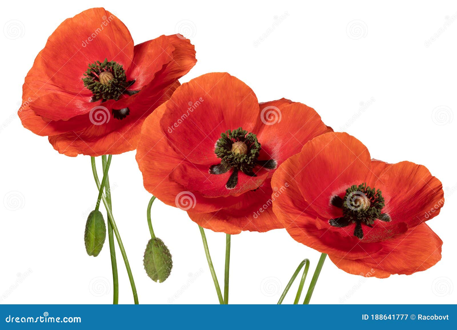 Wild Red Poppies. Isolated on White Background. Front View Stock Image ...
