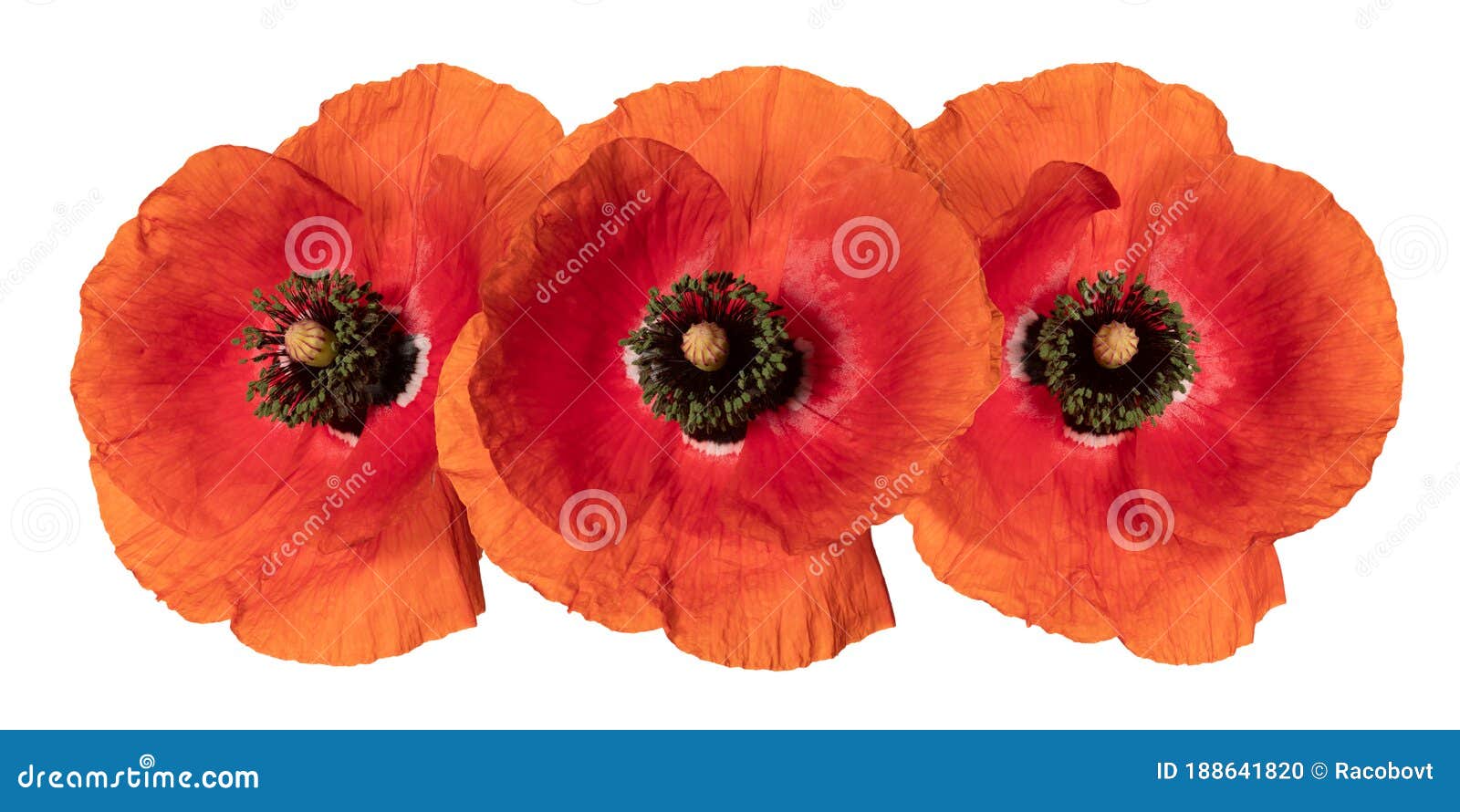 Wild Red Poppies in a Row. Isolated on White Background. Front View ...