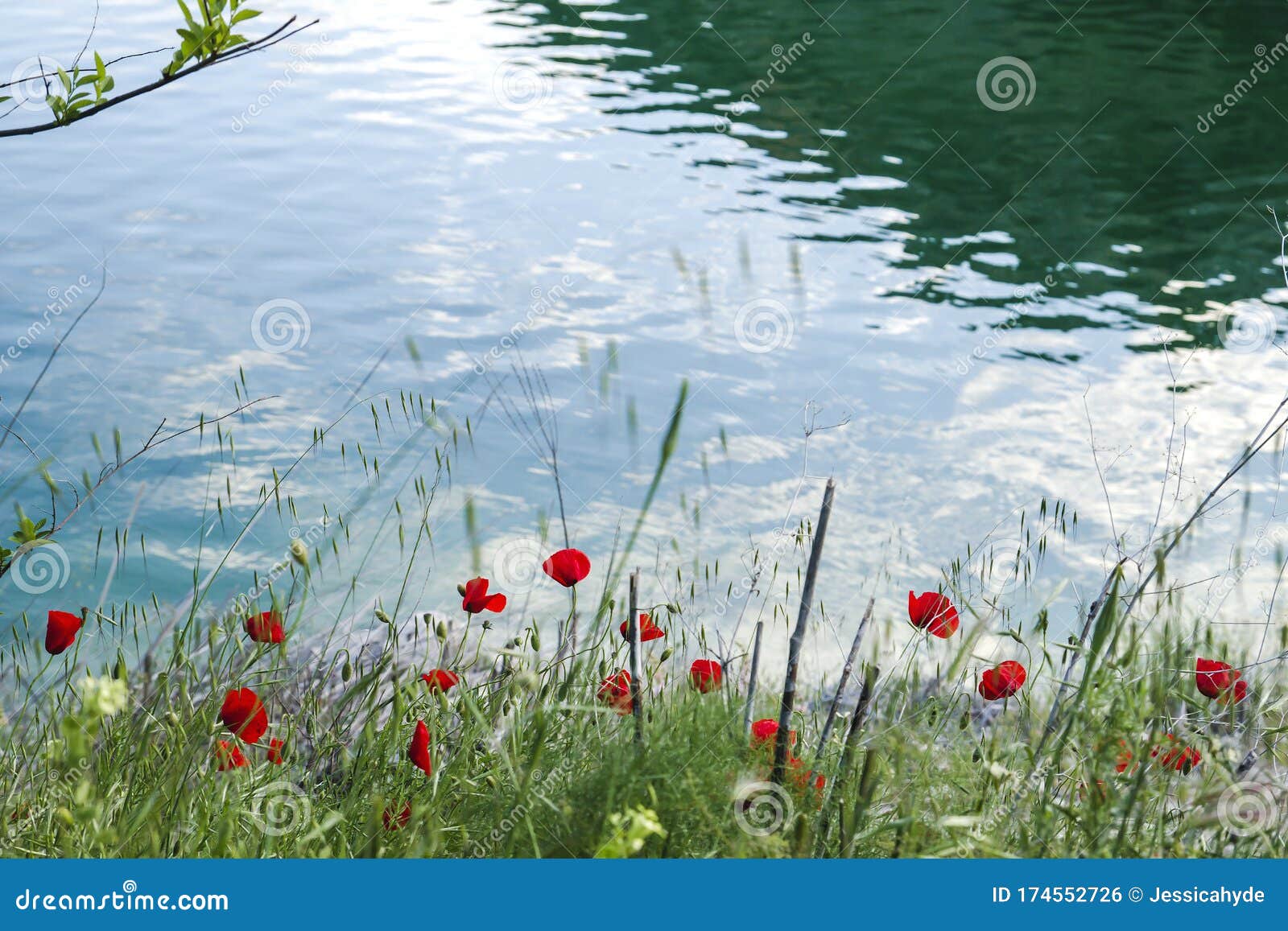 Wild Red Poppies in the Shore of a Lake Stock Photo - Image of ...