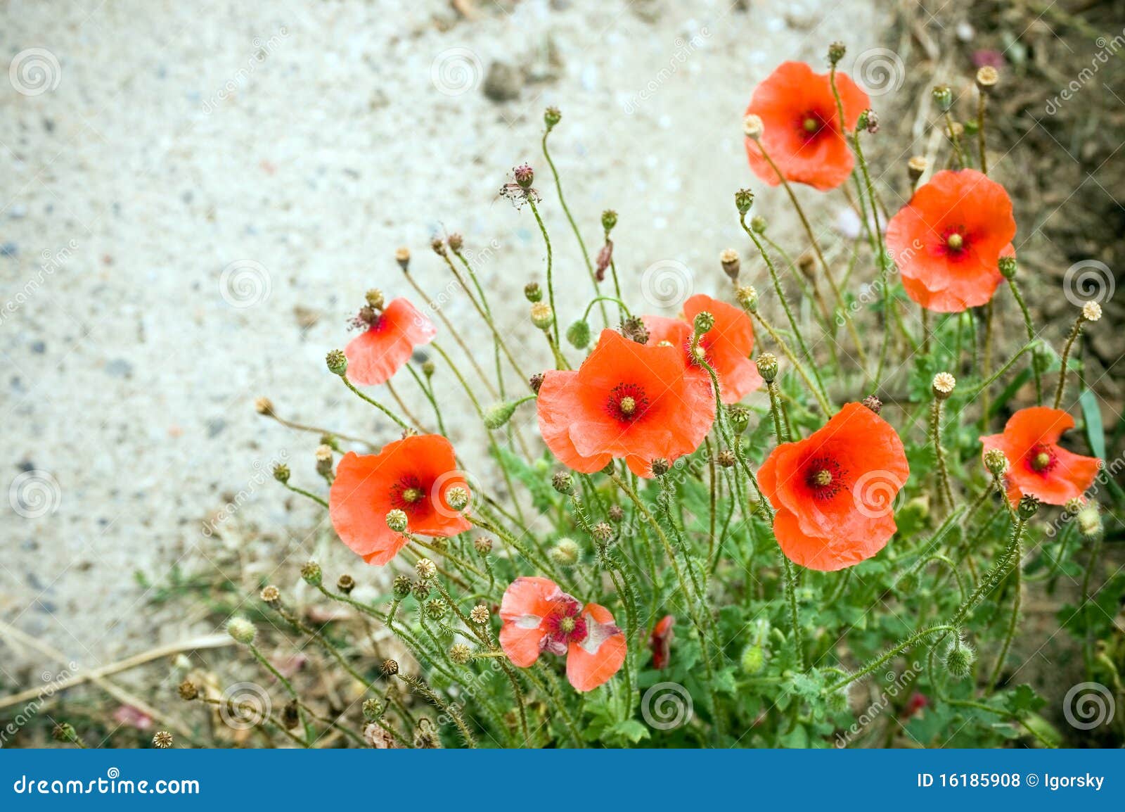 354 Feather Poppy Stock Photos - Free & Royalty-Free Stock Photos from ...