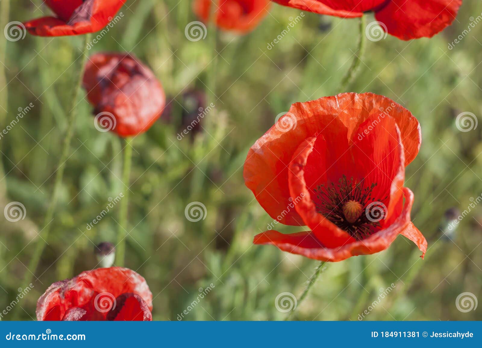 Wild red poppy close up stock image. Image of background - 184911381
