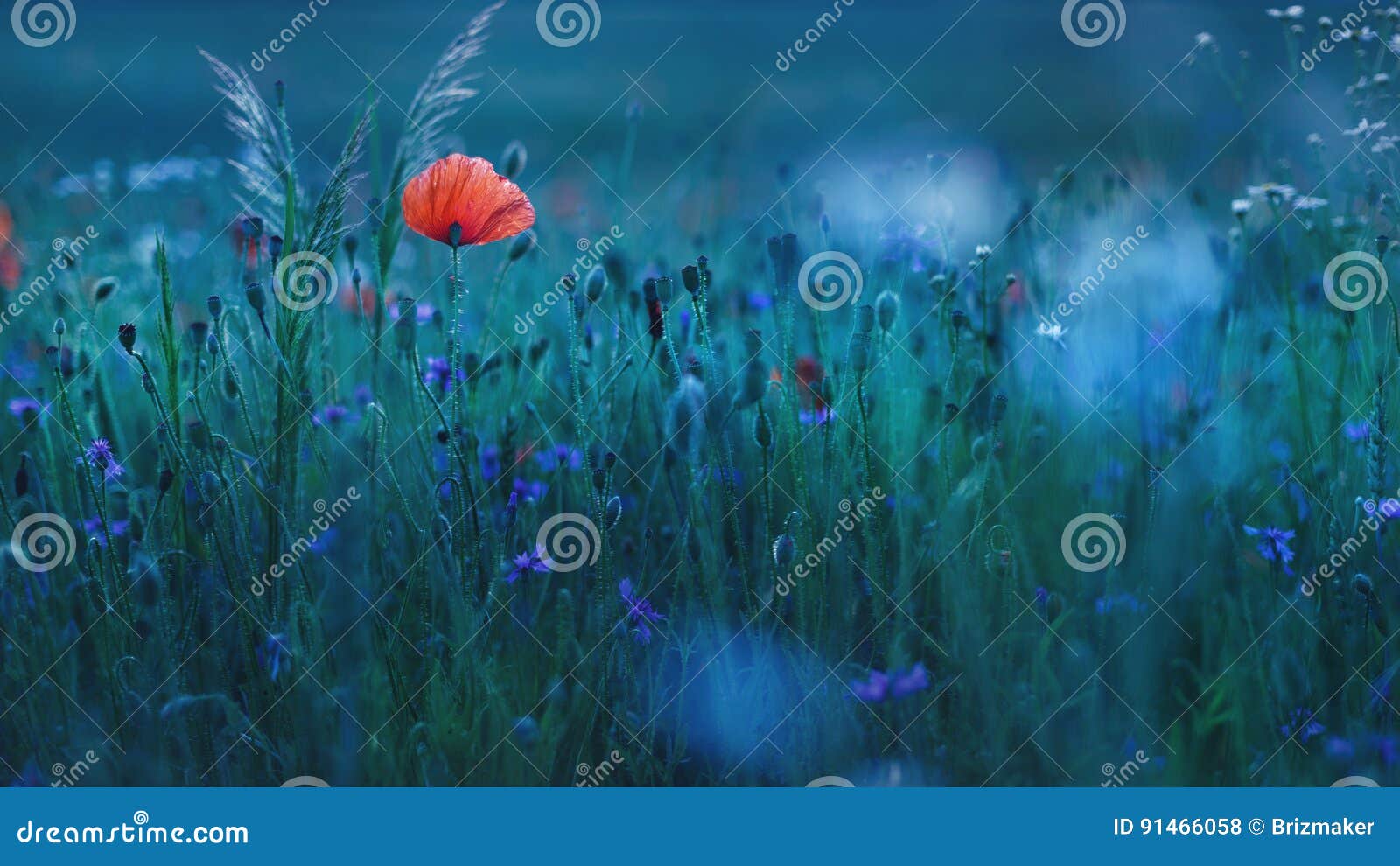 Wild Red Poppy Flower in Evening Light with Violets. Stock Photo ...