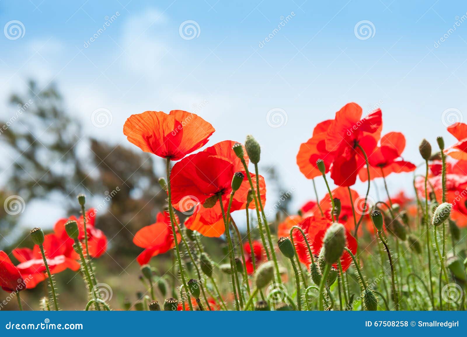Wild Red Poppy Flowers in a Field. Stock Photo - Image of fresh, grow ...