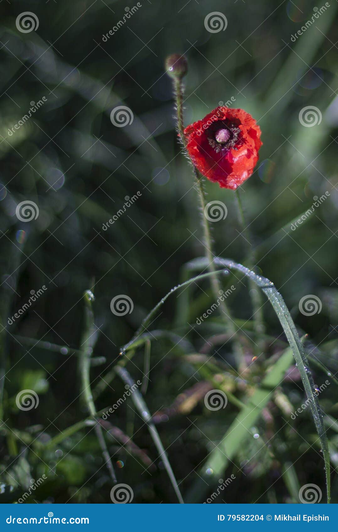 Wild red poppy stock photo. Image of flower, drops, wild - 79582204